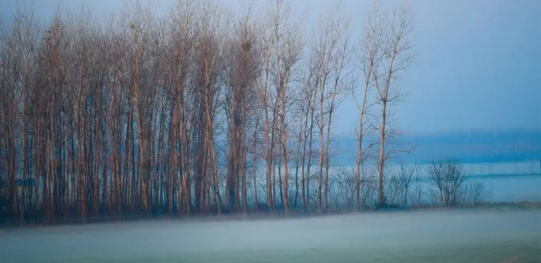 Exploring The Different Types of Fog: A Comprehensive Guide - Wild Fog