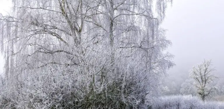 Exploring The Different Types of Fog: A Comprehensive Guide - Wild Fog