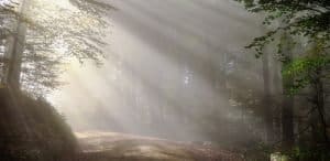 Exploring The Different Types of Fog: A Comprehensive Guide - Wild Fog